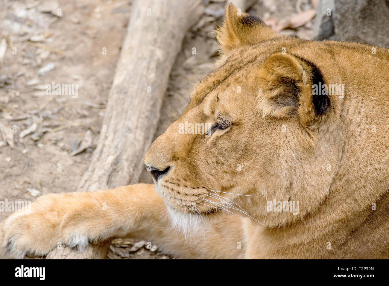 Image muzzle wild animal adult lioness resting Stock Photo - Alamy