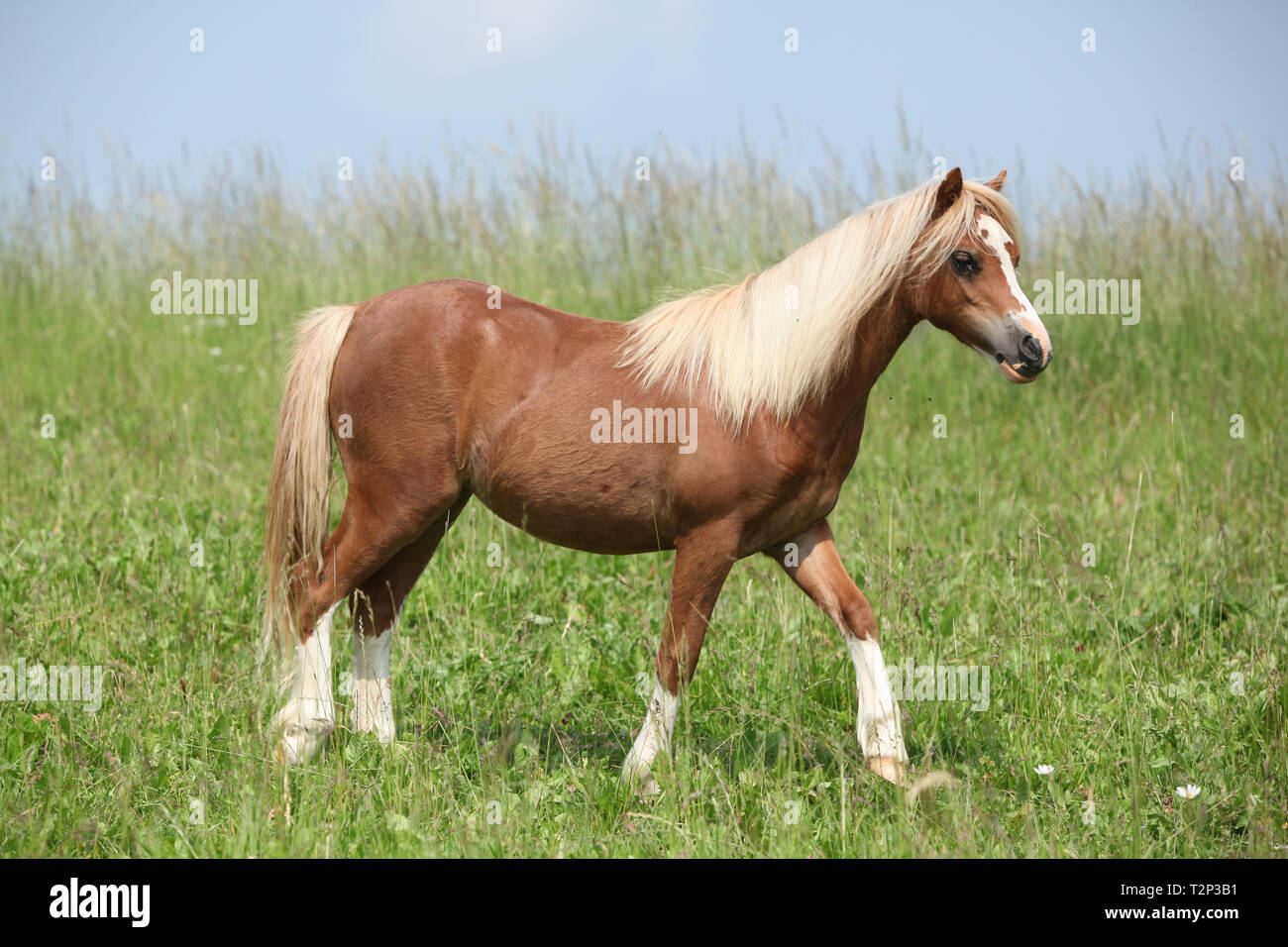 Nice young chestnut welsh mountain pony on pasturage Stock Photo - Alamy