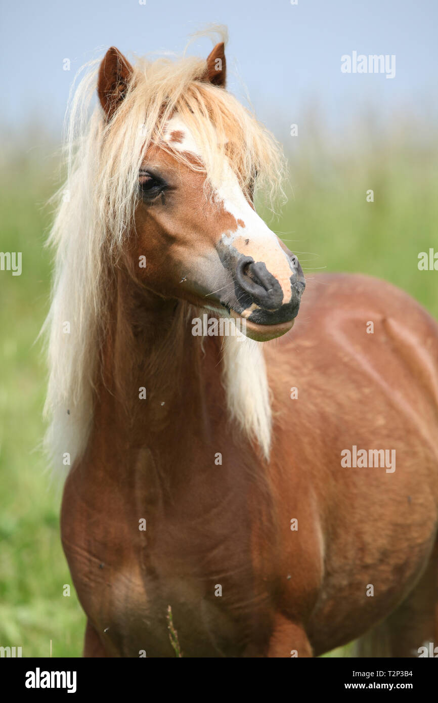 Portrait of nice chestnut welsh mountain pony on green pasturage Stock ...