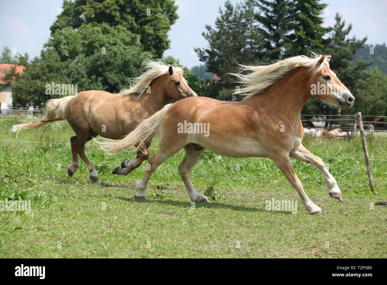 Haflinger horse two young hi-res stock photography and images - Alamy