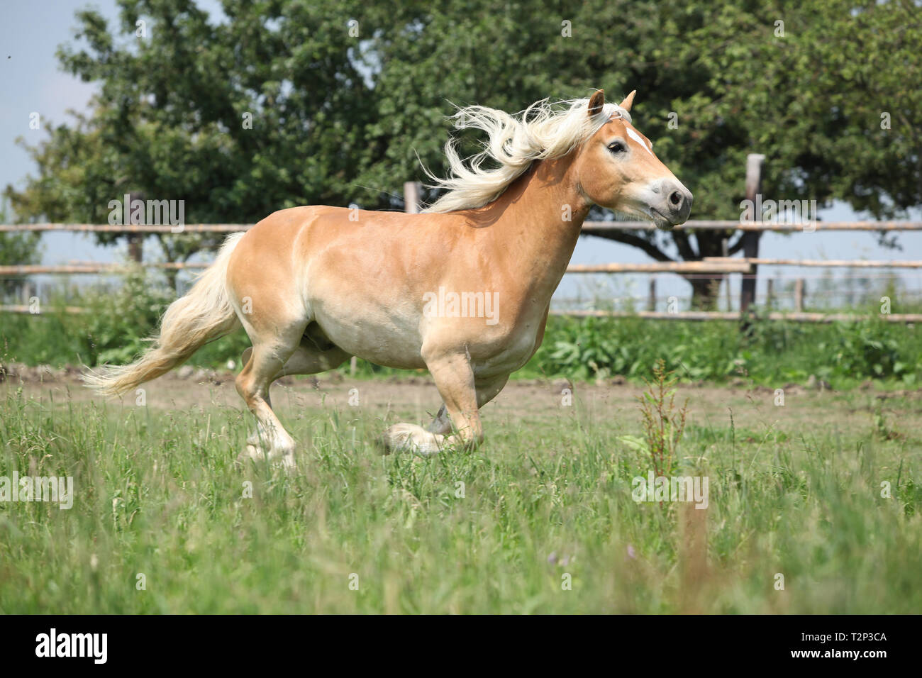Beautiful chestnut haflinger running on green pasture Stock Photo - Alamy