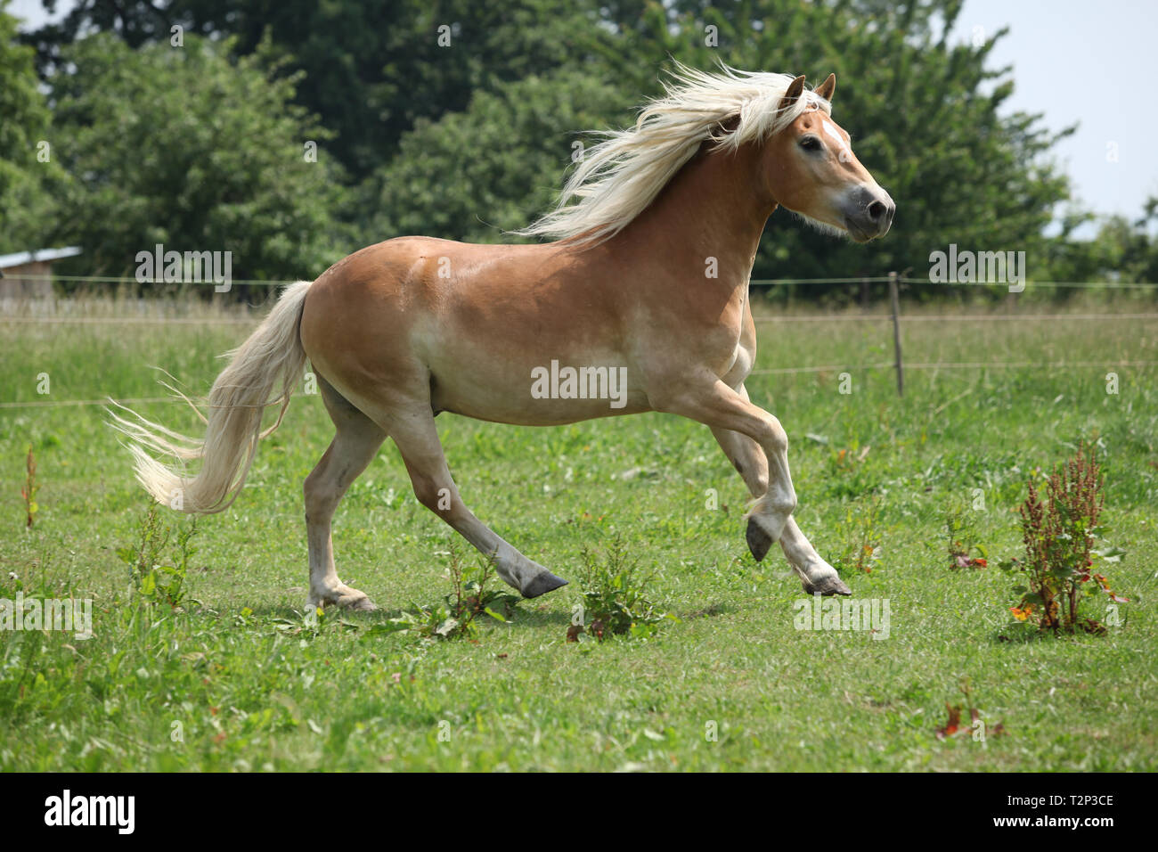 Nice chestnut haflinger running on green pasturage Stock Photo - Alamy
