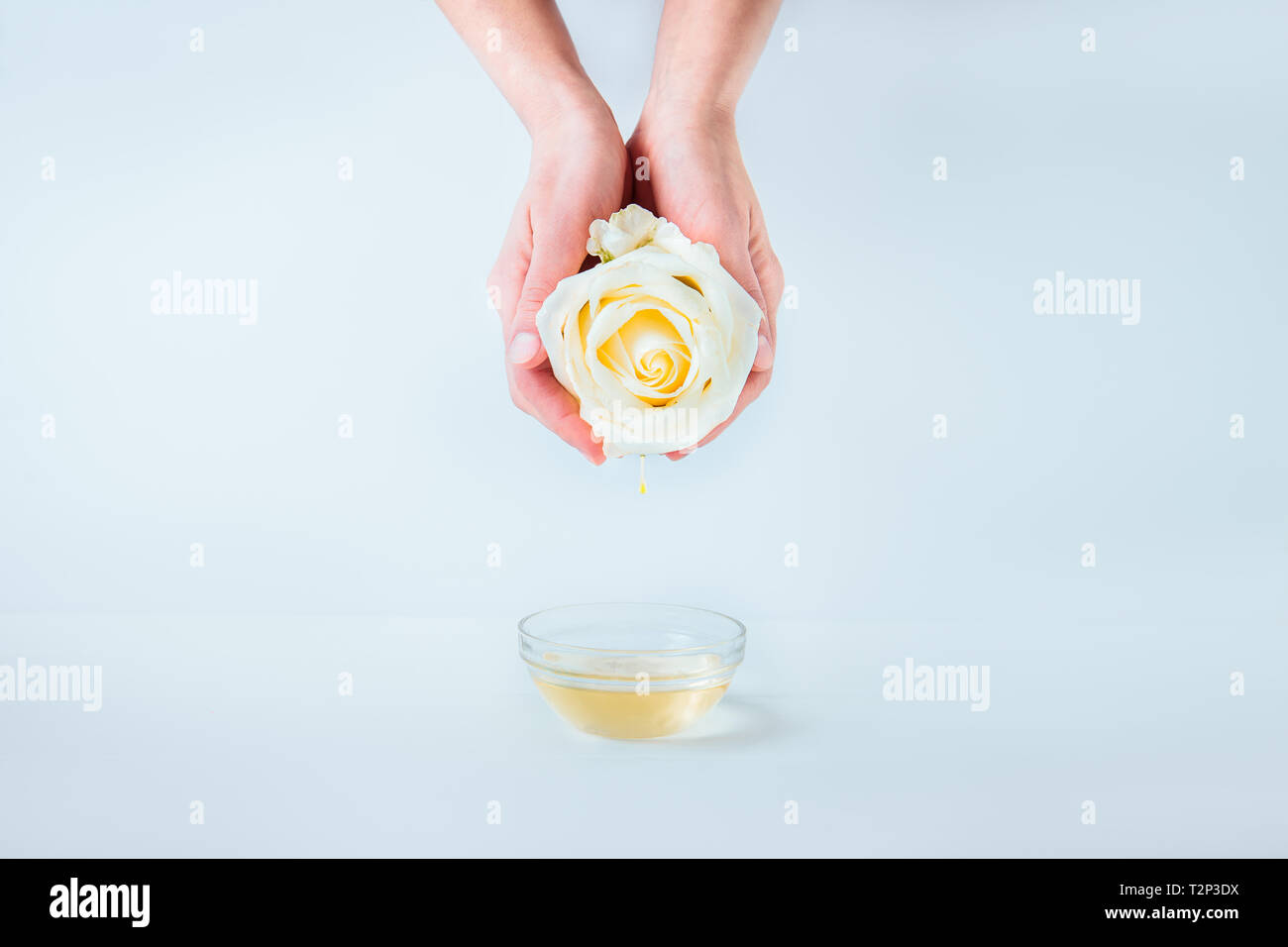 Female hands holding fresh rose flower with falling essential oil drop ...