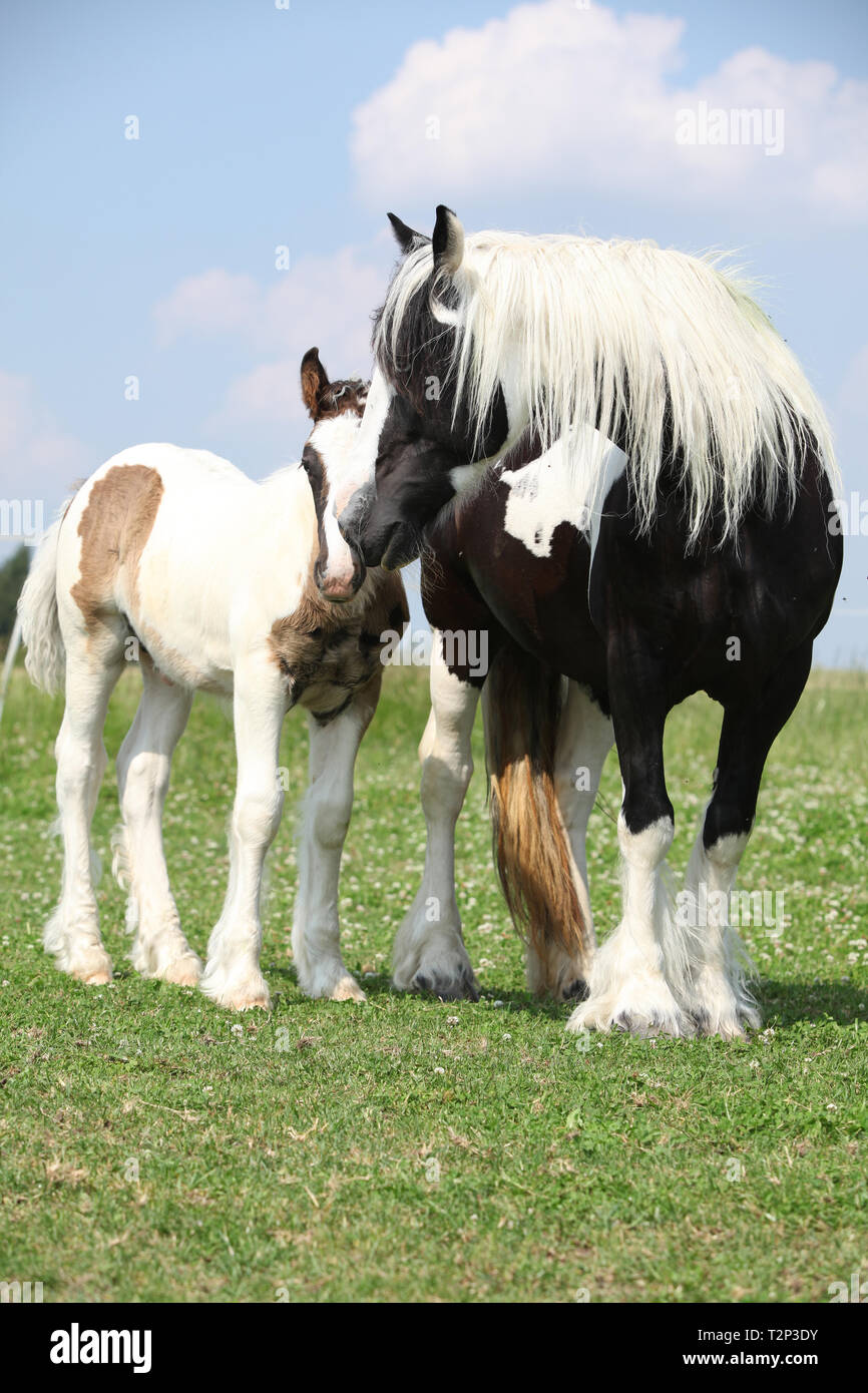 Nice skewbald irish cob mare with foal on green pasturage Stock Photo ...