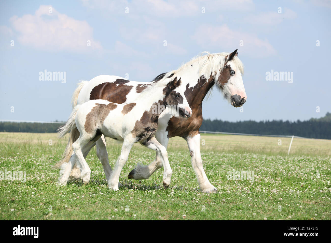 Nice skewbald irish cob mare with foal running on pasturage Stock Photo ...