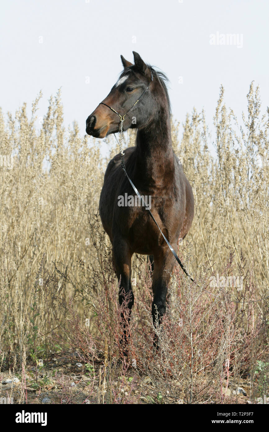 Portrait of beautiful welsh part-bred mare with show halter Stock Photo ...