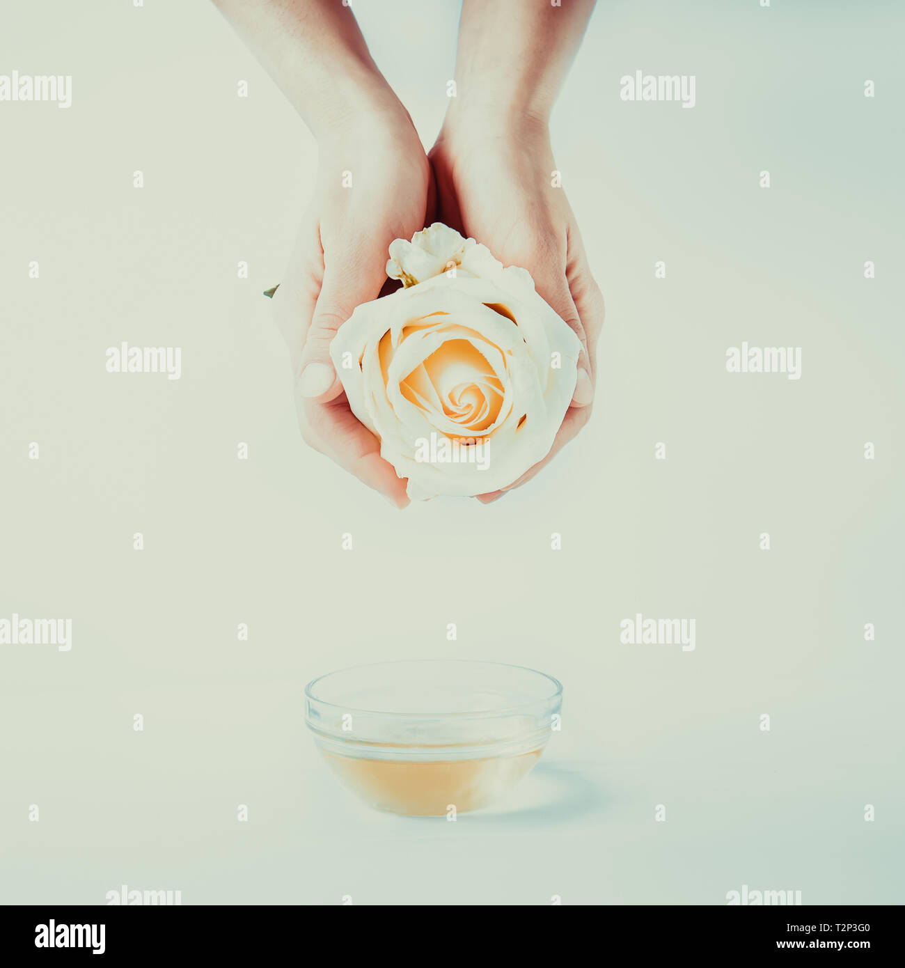 Female hands holding fresh rose flower above a glass bowl on the white ...