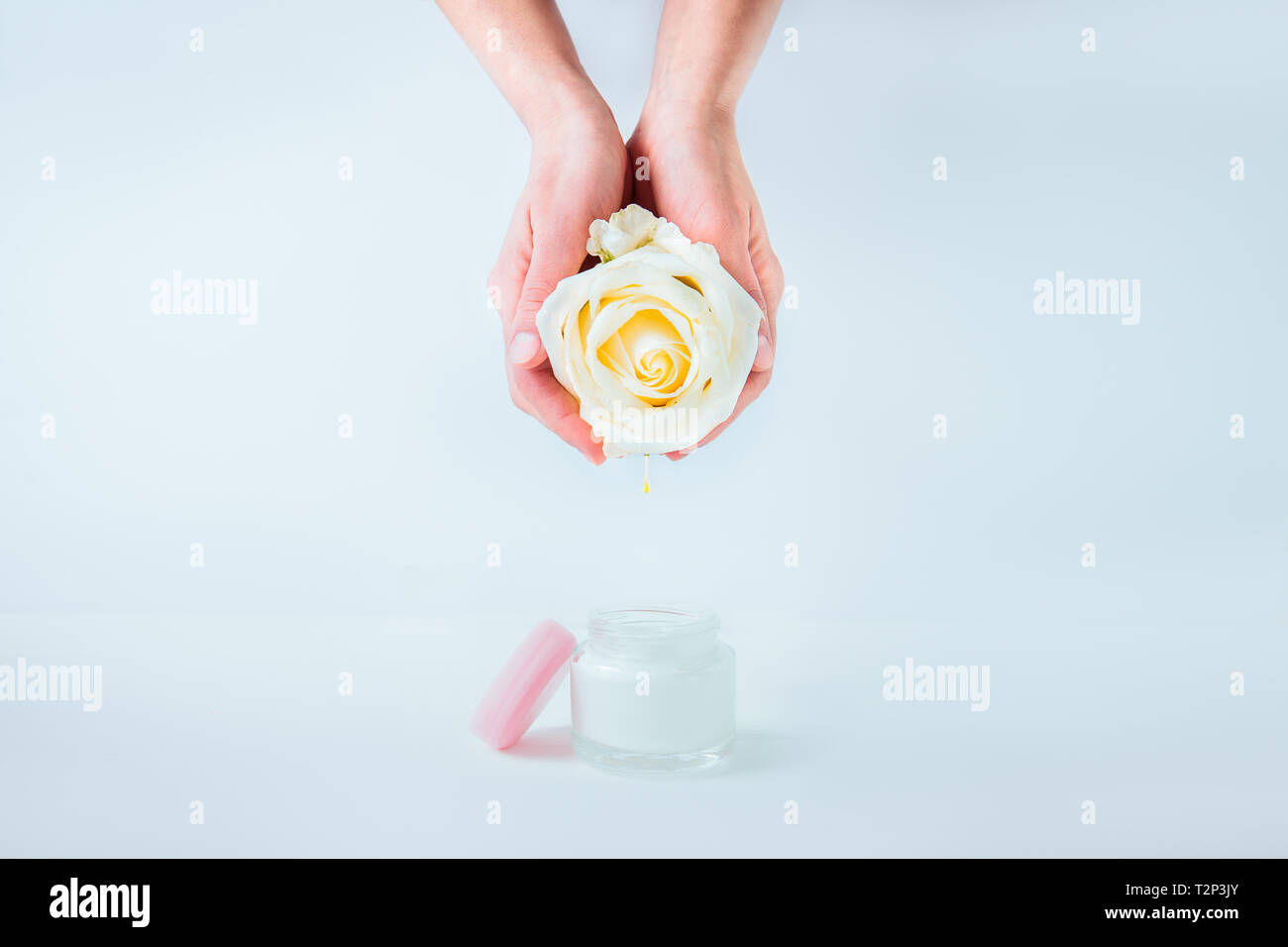 Female hands holding fresh rose flower with falling essential oil drop ...