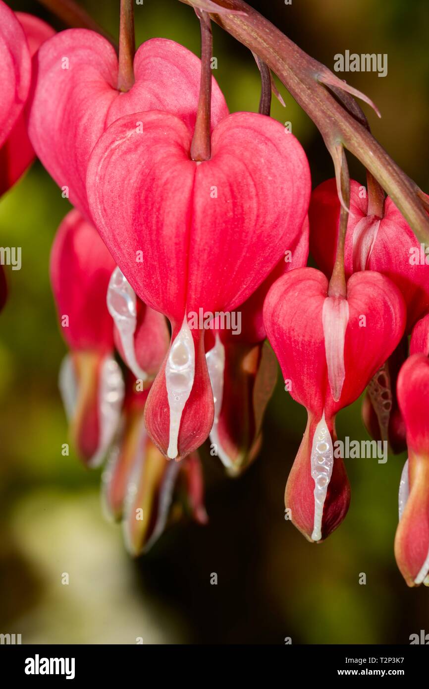 Lamprocapnos spectabilis bleeding heart Stock Photo - Alamy