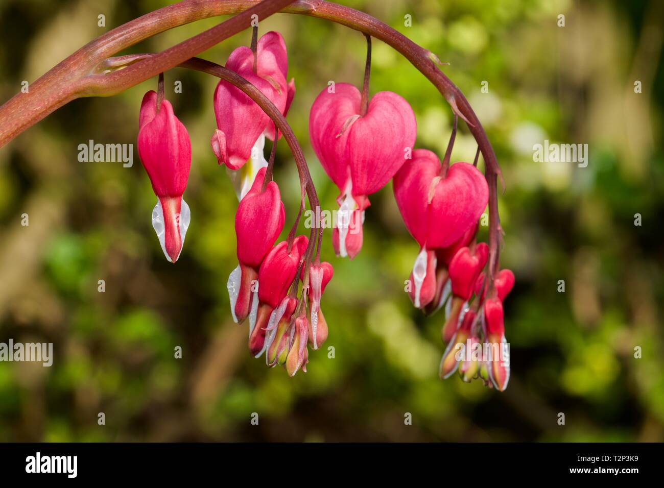 Lamprocapnos spectabilis bleeding heart Stock Photo - Alamy