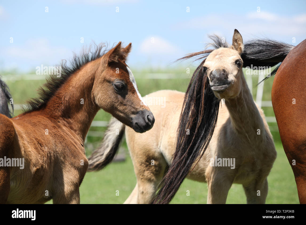 Two welsh pony standing hi-res stock photography and images - Alamy