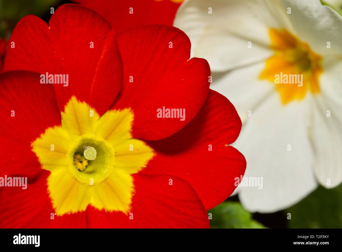 Primula crescendo red hi-res stock photography and images - Alamy