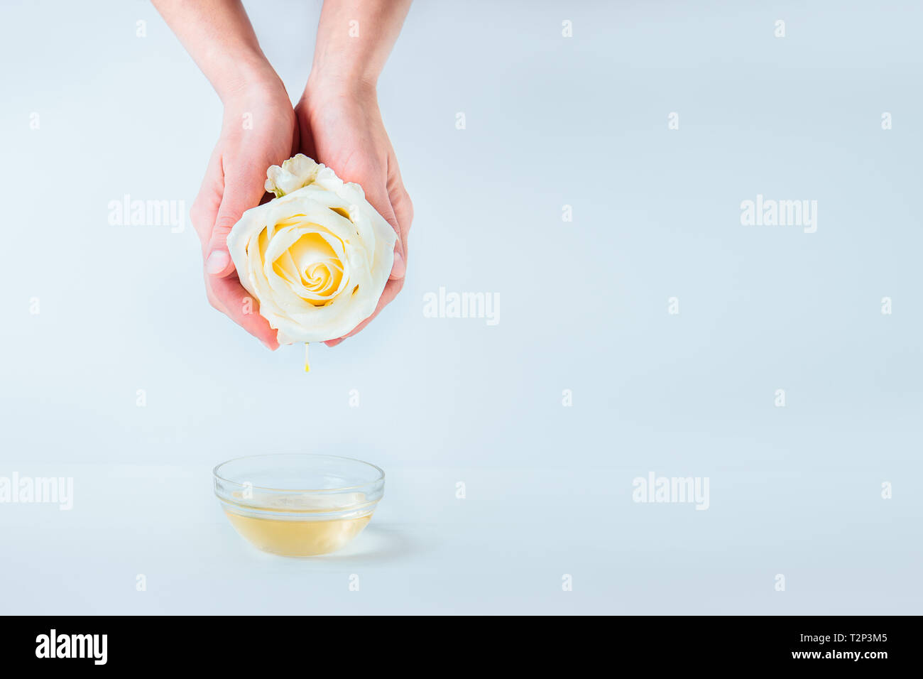 Female hands holding fresh rose flower with falling essential oil drop ...