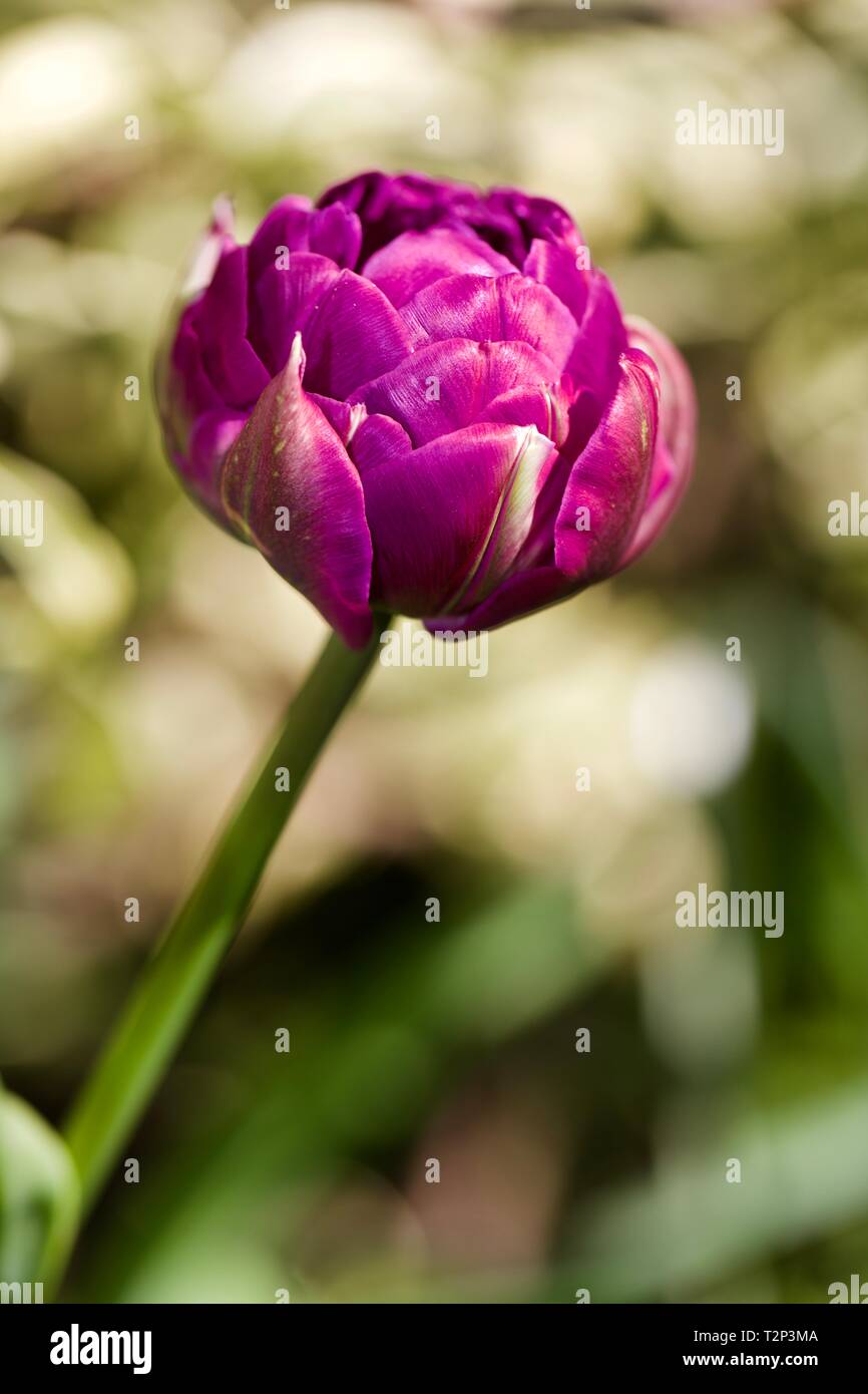 Tulipa purple elegance hi-res stock photography and images - Alamy
