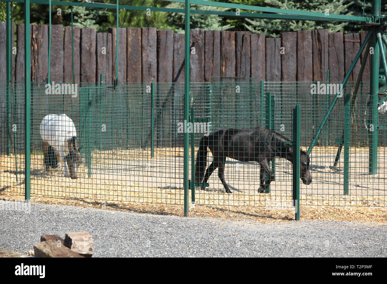 American miniature horse doing some exercising in roundabout Stock ...