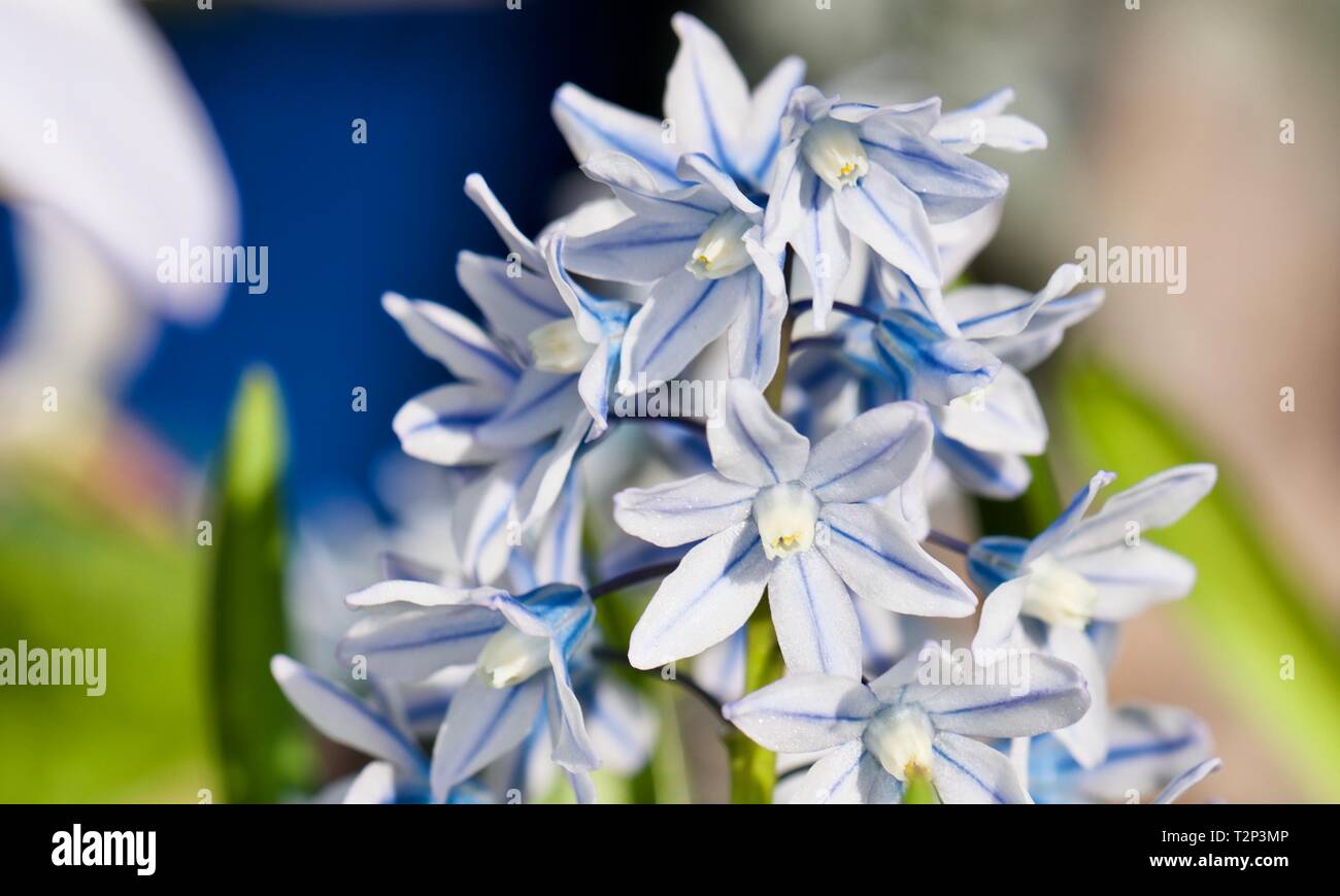 Russian Snowdrop (Puschkinia scilloides Stock Photo - Alamy