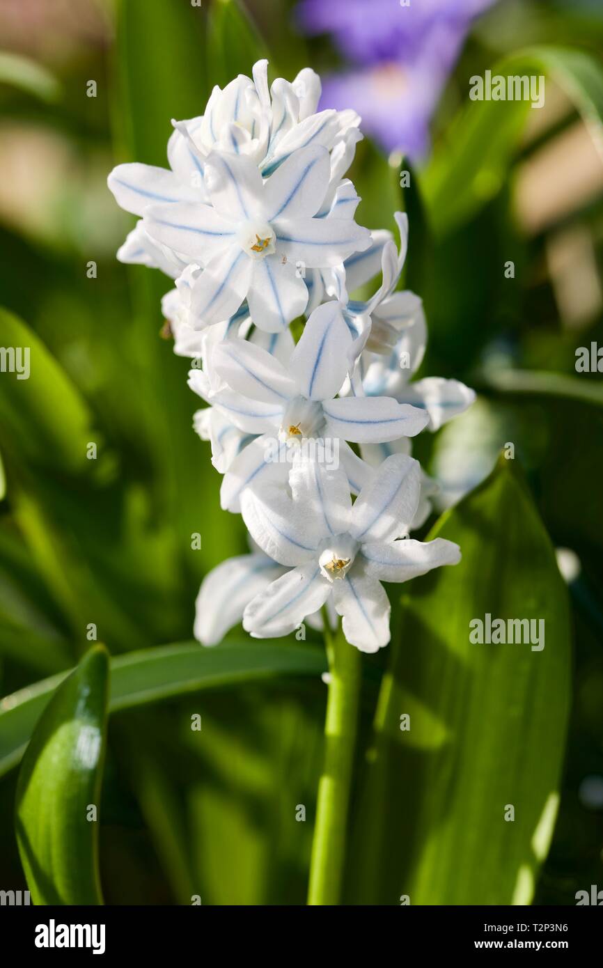 Russian Snowdrop (Puschkinia scilloides Stock Photo - Alamy