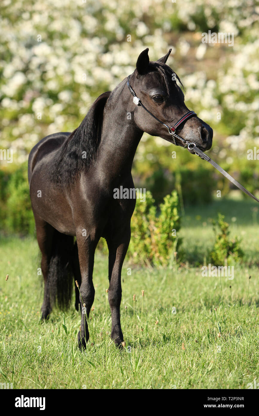 American miniature horse standing in castle garden Stock Photo - Alamy