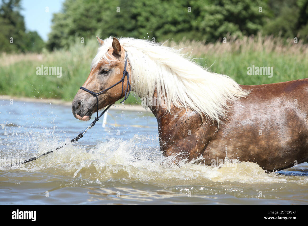 Nice chestnut haflinger moving in water in summer Stock Photo - Alamy