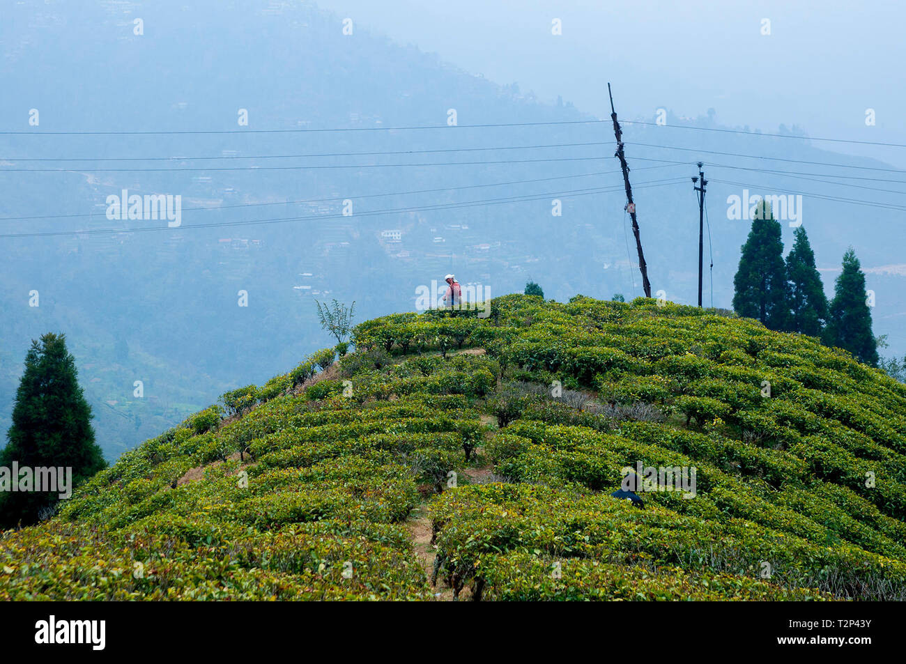 Darjeeling himalayan railway tea hi-res stock photography and images ...