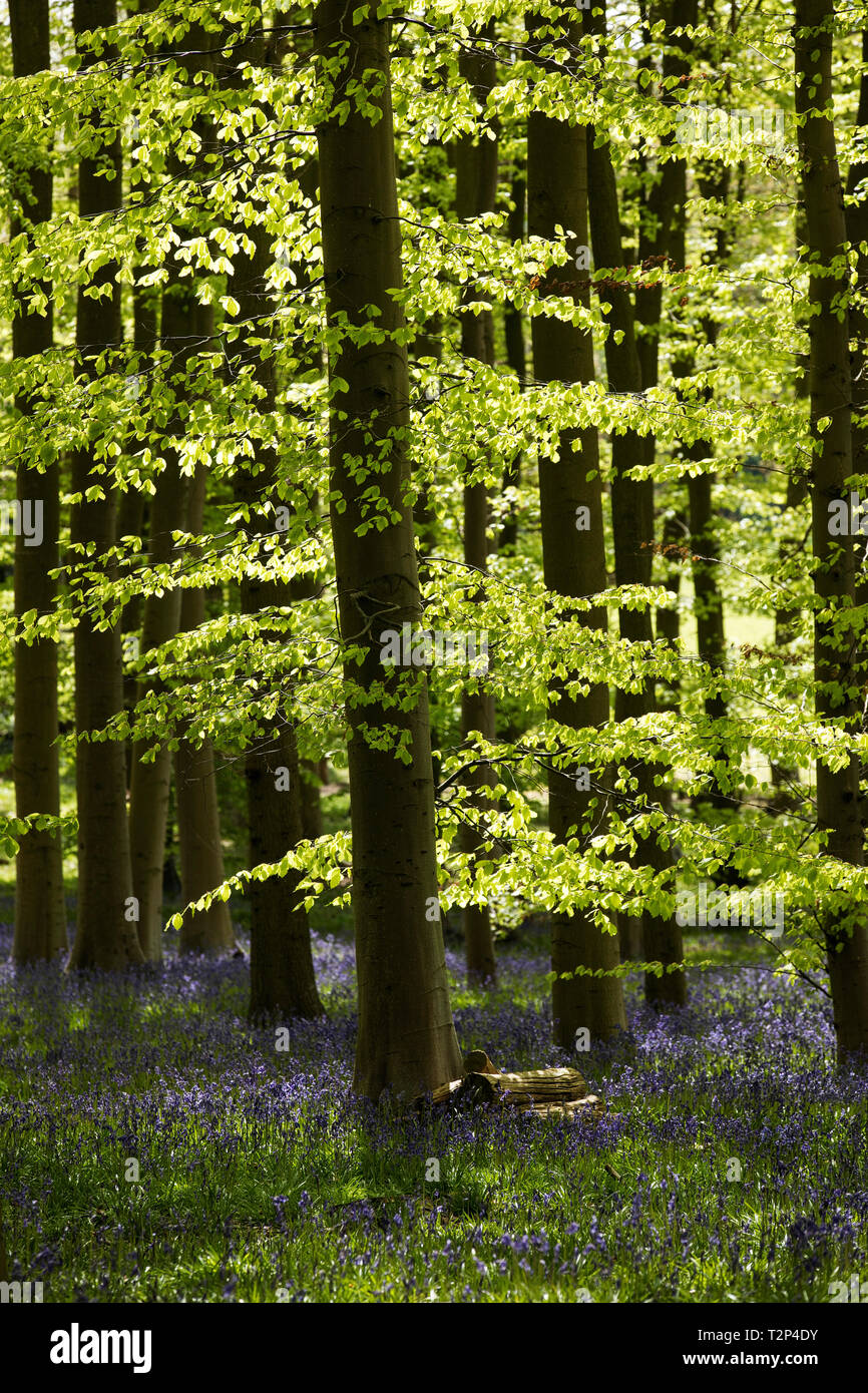 Beech tree display hi-res stock photography and images - Alamy