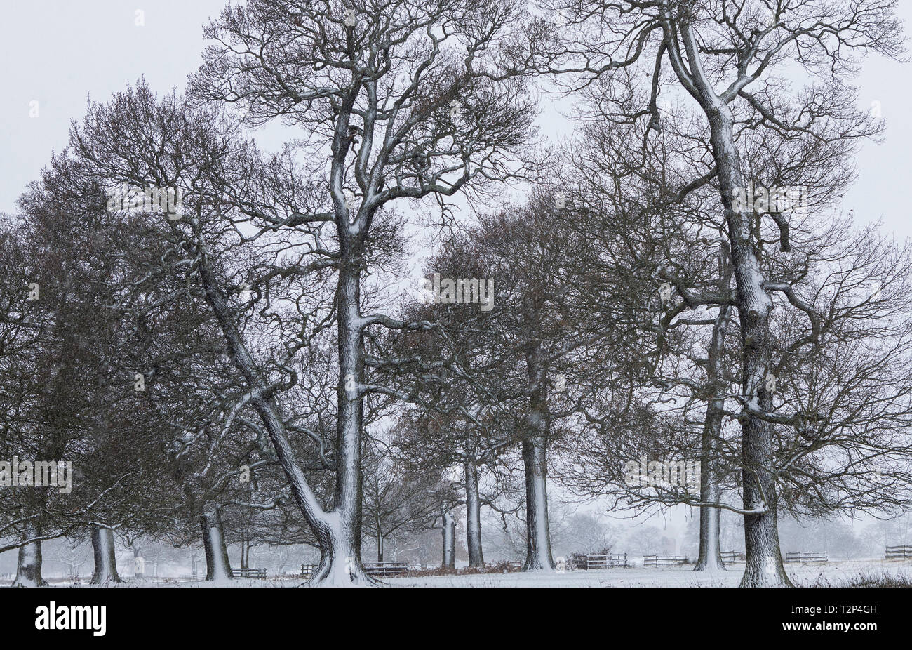 Beech trees with a layer of snow Stock Photo - Alamy