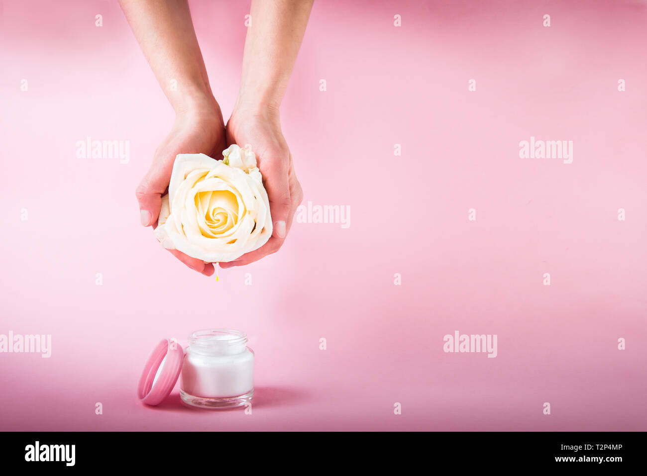 Female hands holding fresh rose flower with falling essential oil drop ...
