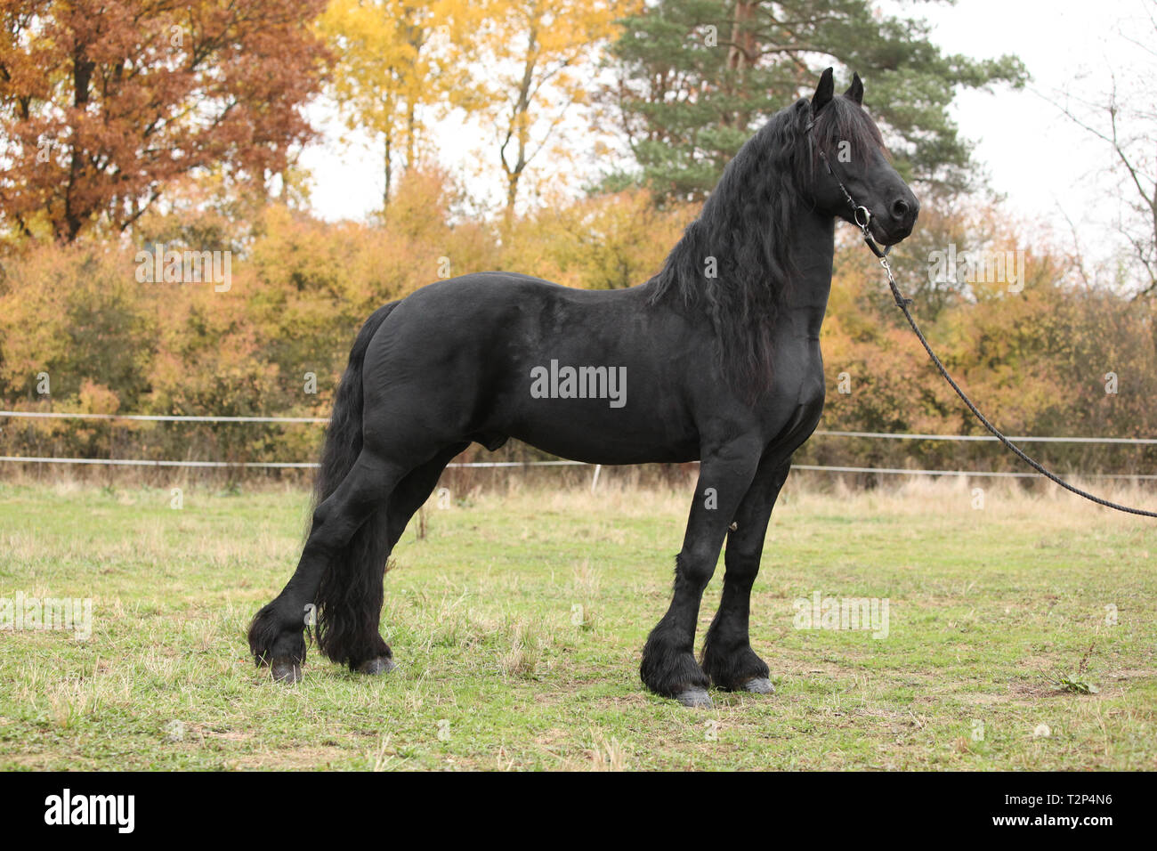 Friesian horse standing on hi-res stock photography and images - Alamy