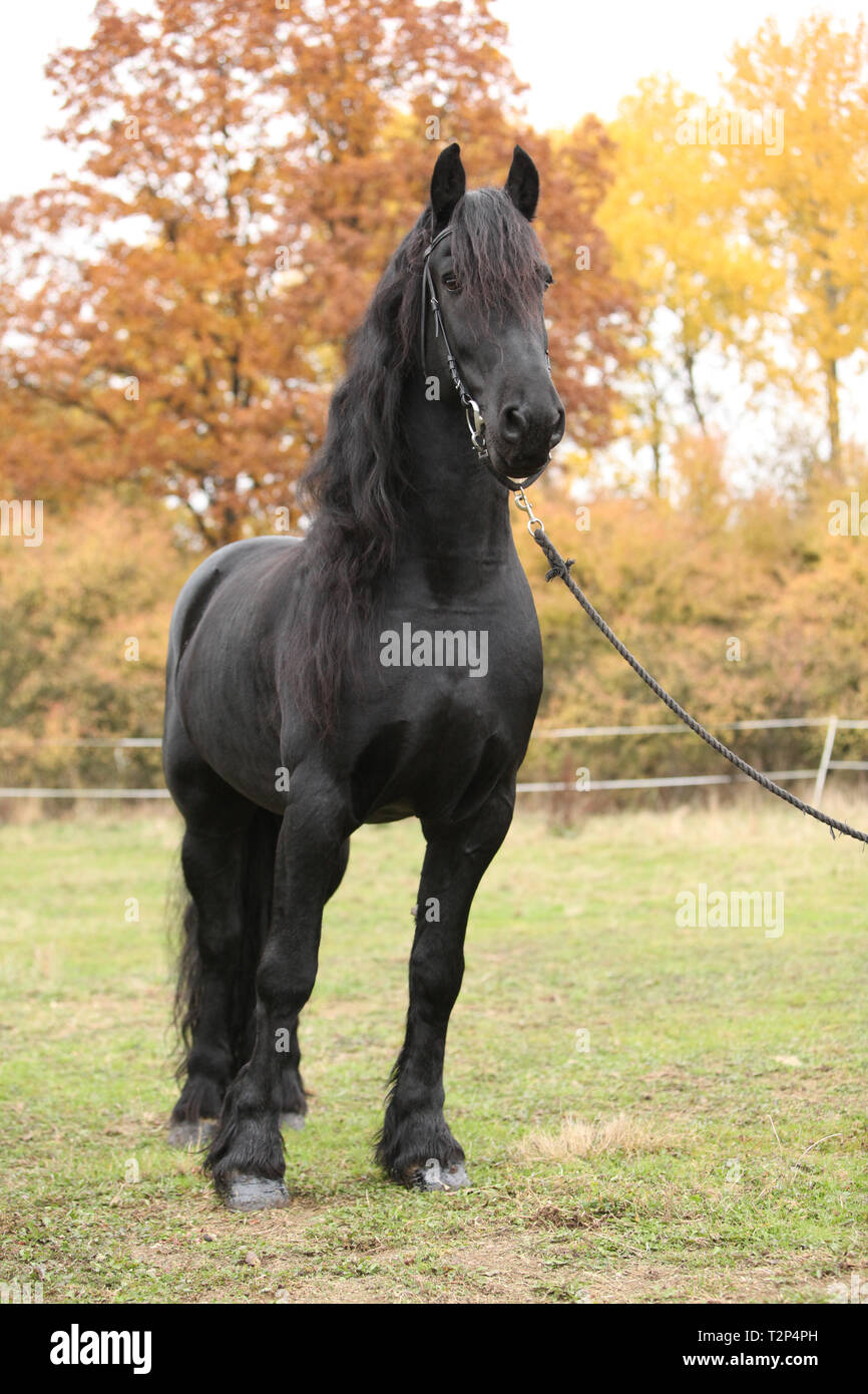 Friesian horse standing on hi-res stock photography and images - Alamy