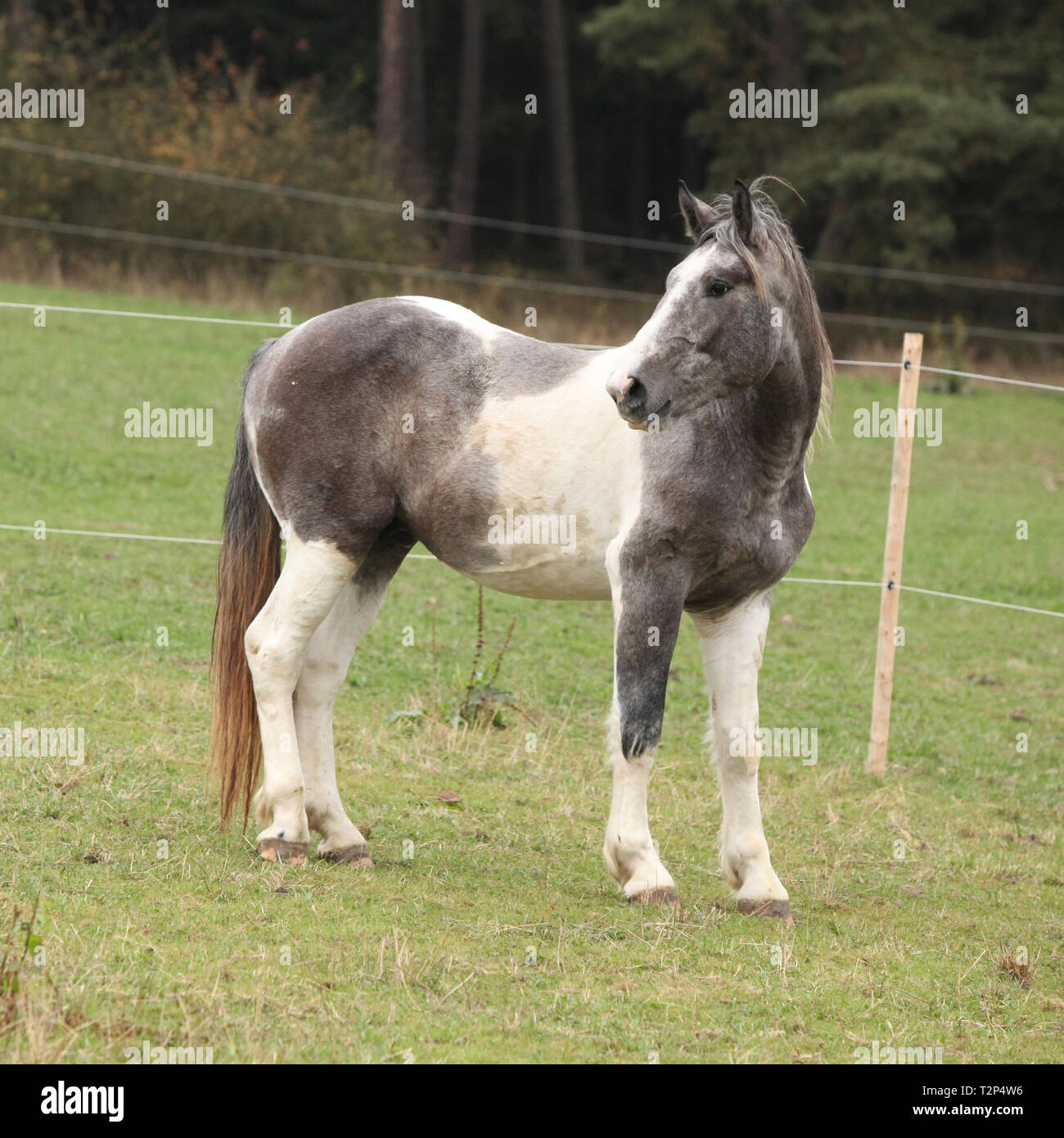 Skewbald Horse High Resolution Stock Photography and Images - Alamy