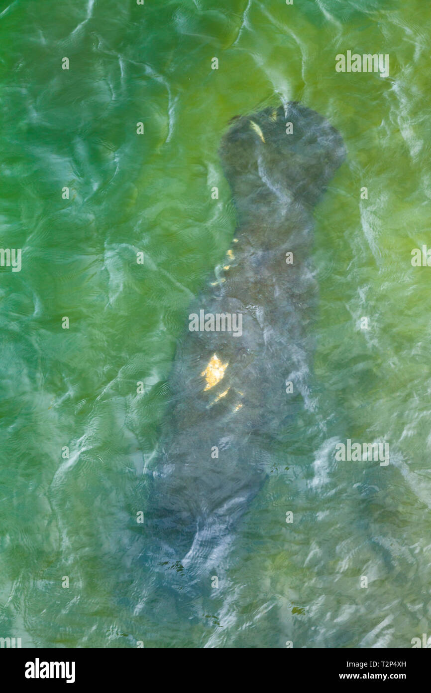FLORIDA MANATEE ((Trichechus manatus latirostris ), Everglades National ...