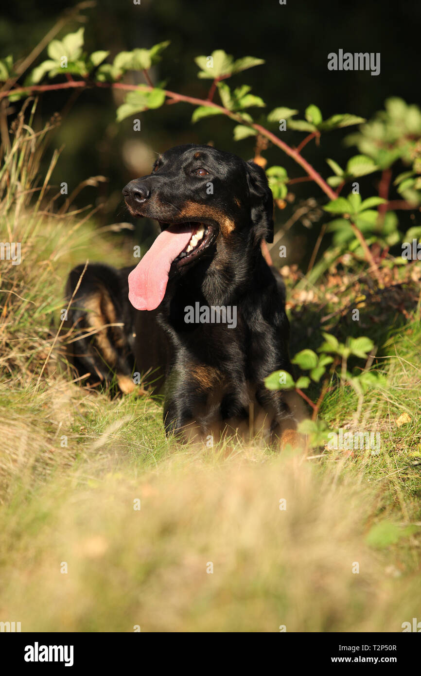 Beauce forest hi-res stock photography and images - Alamy