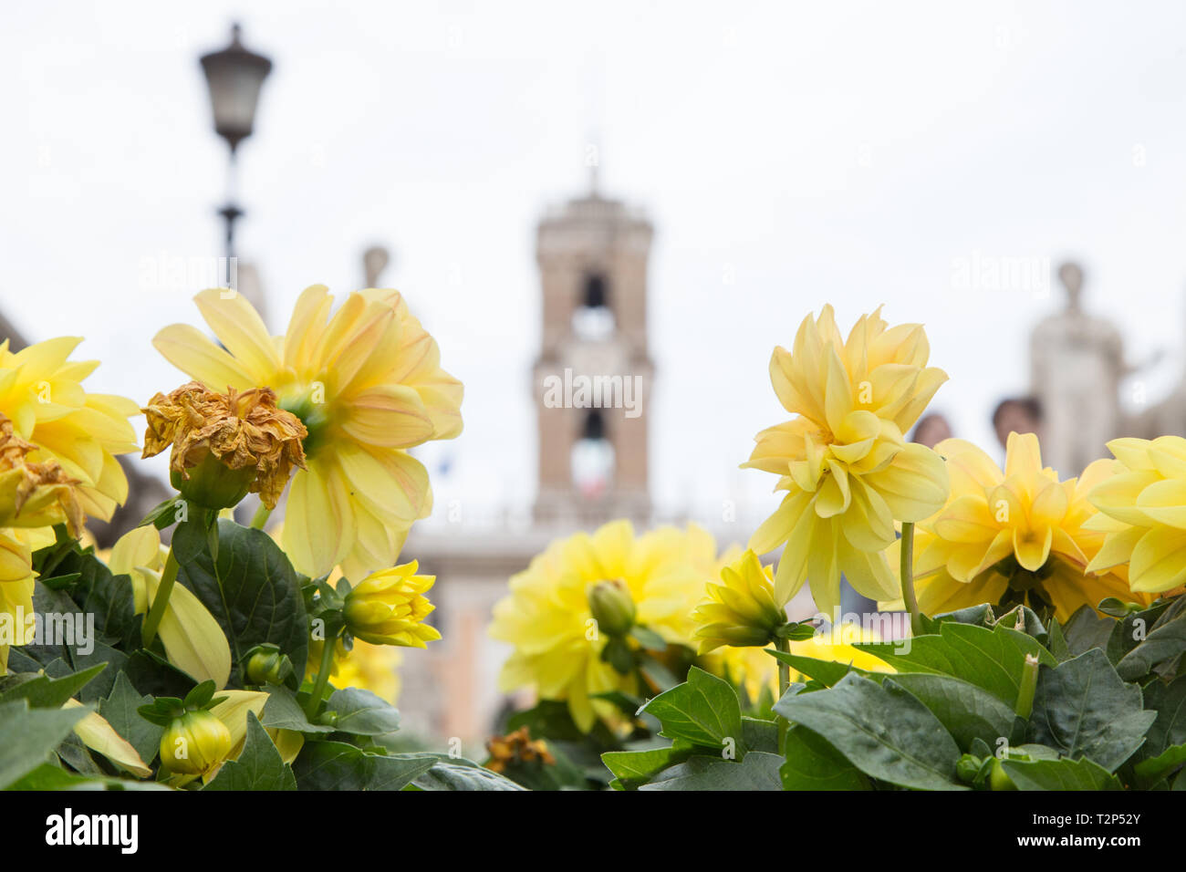 Yellow flowers along the Capitol stairway (Photo by Matteo Nardone ...