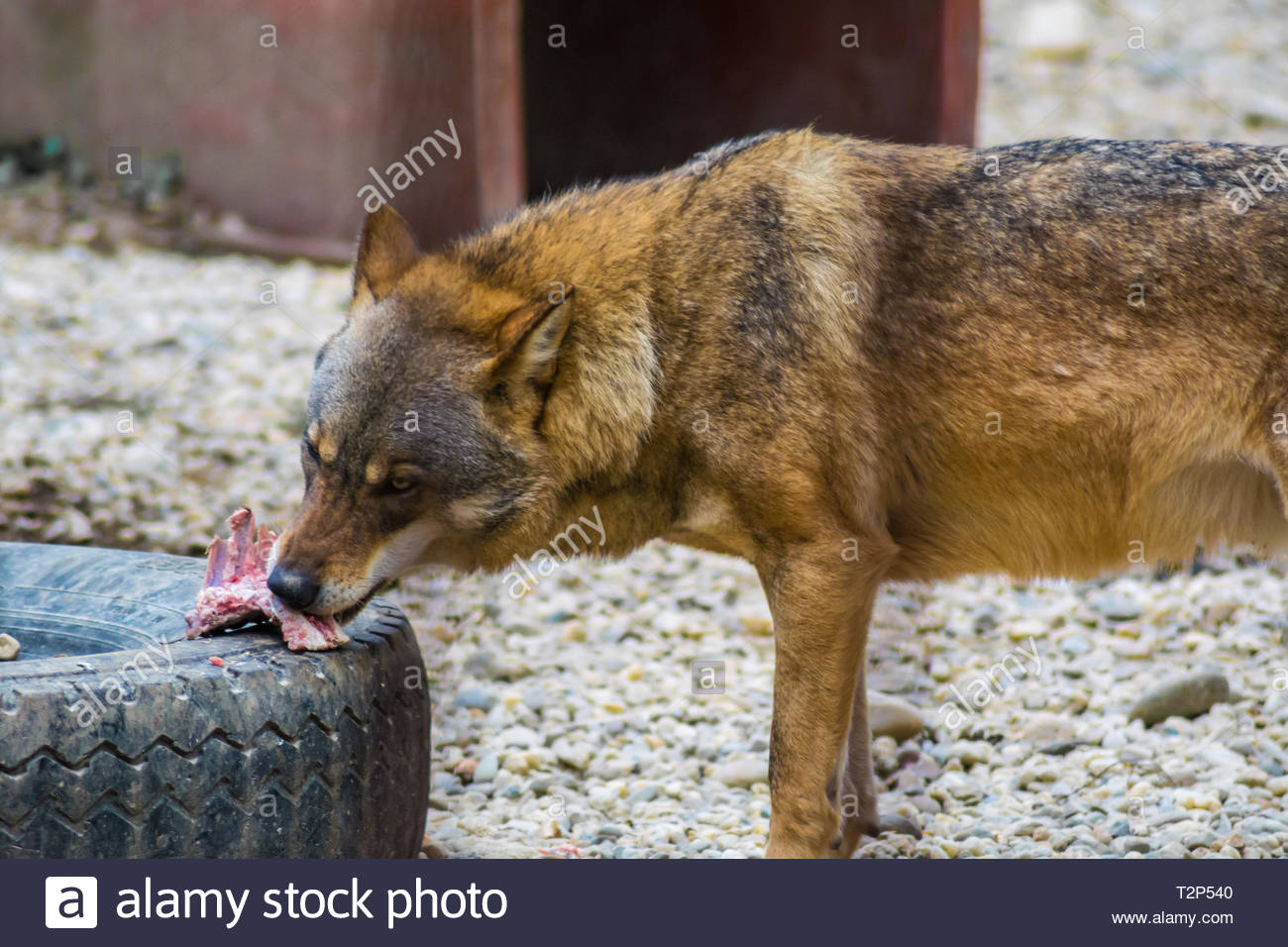 Alpha Wolf Stock Photos & Alpha Wolf Stock Images - Alamy