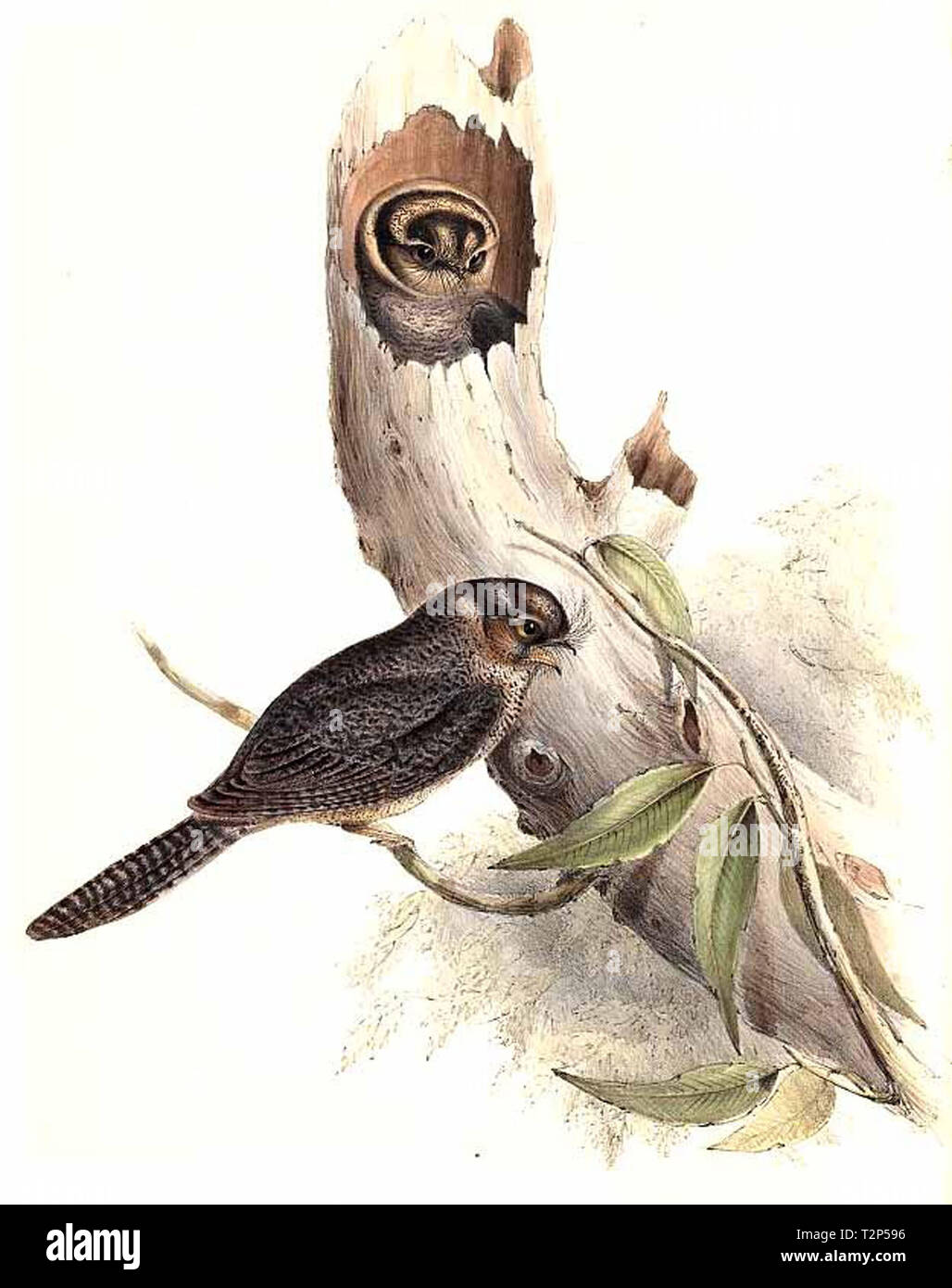 Apodiformes hi-res stock photography and images - Alamy