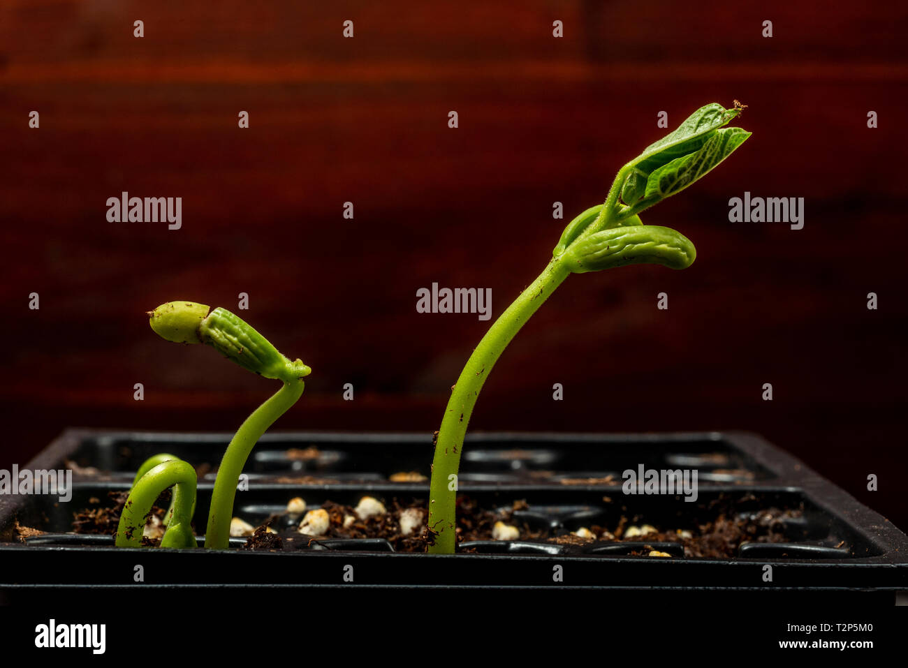 Sprouting bean plant hi-res stock photography and images - Alamy