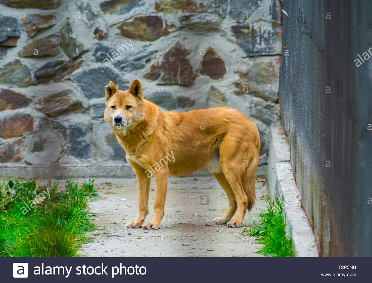 Big Head Scar High Resolution Stock Photography and Images - Alamy