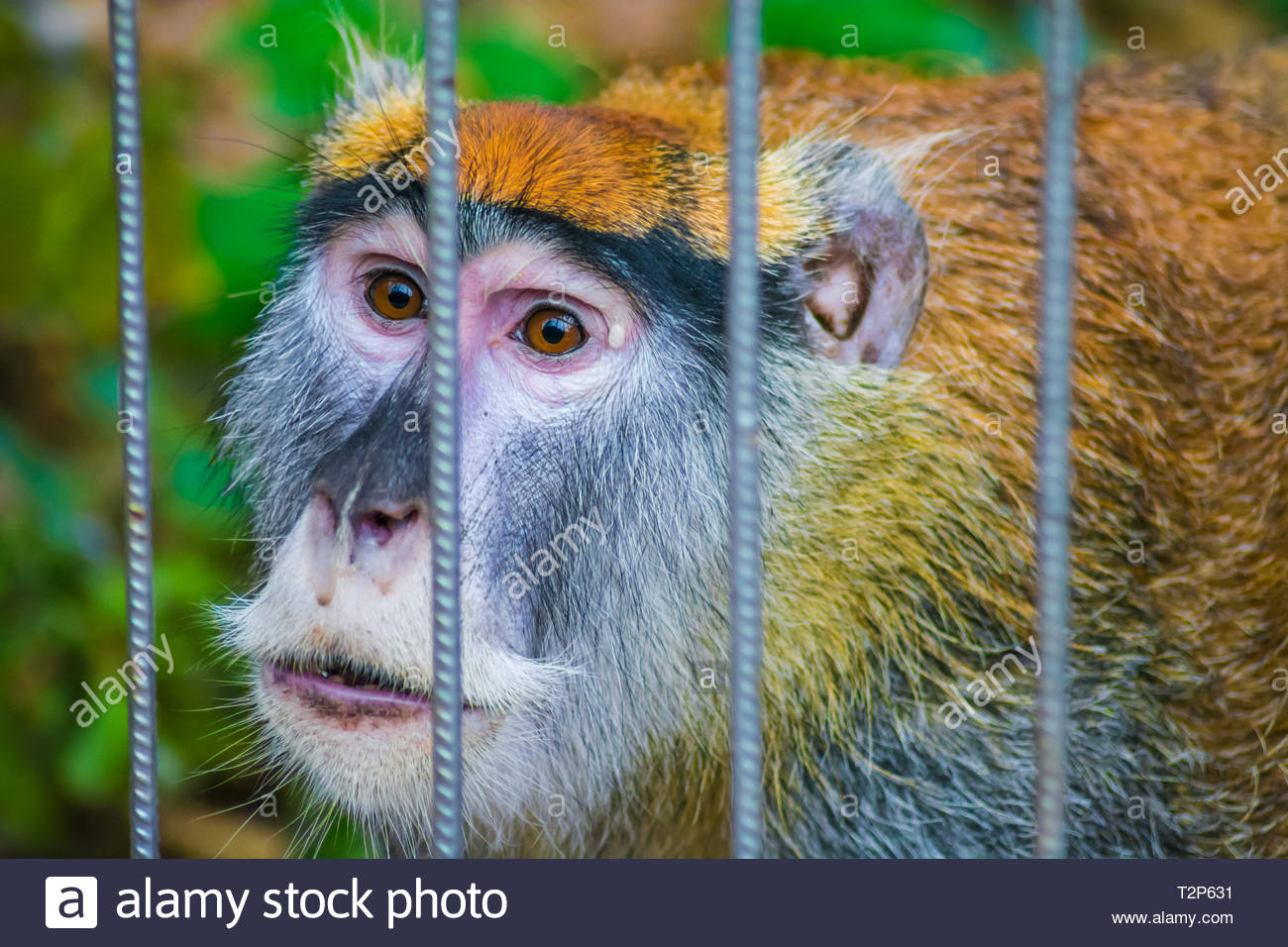 Illegal Poaching Stock Photos & Illegal Poaching Stock Images - Alamy
