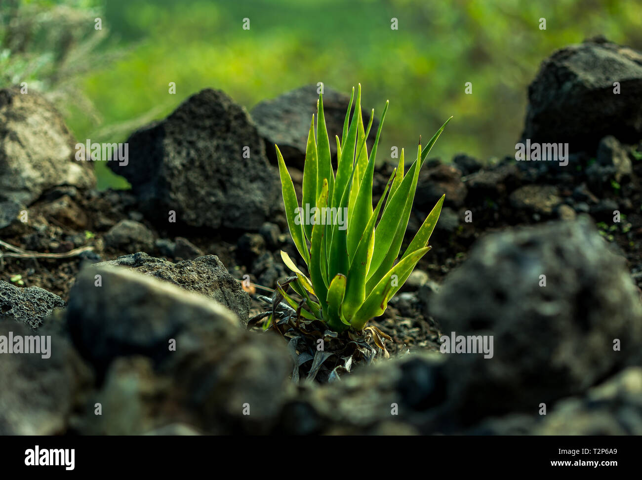 Olive green door hi-res stock photography and images - Alamy