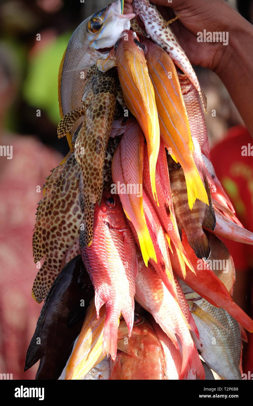 New guinea fish hi-res stock photography and images - Alamy