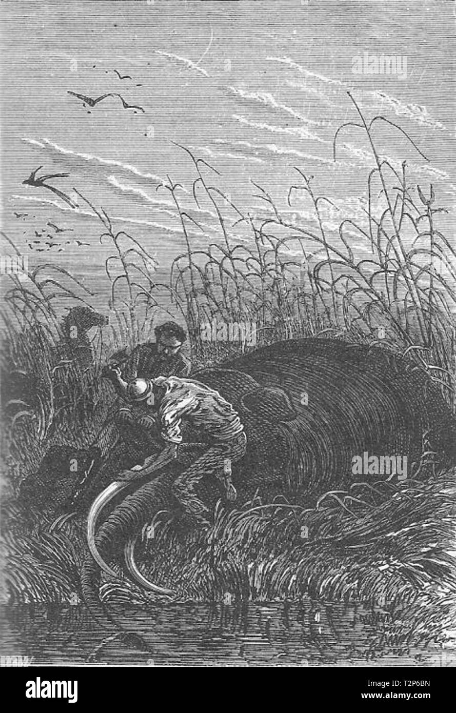 Vintage etching illustration Stock Photo - Alamy