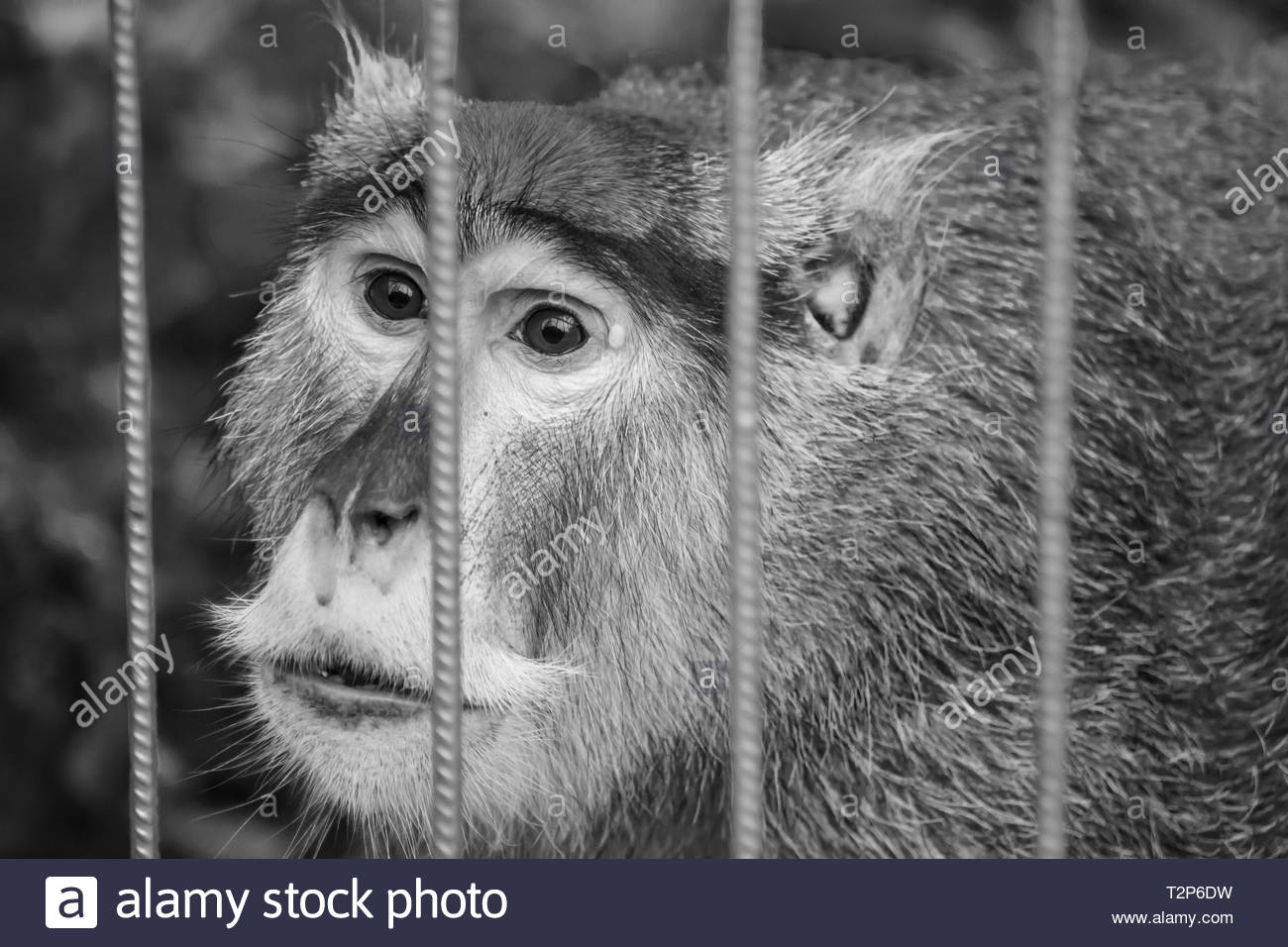 Illegal Poaching Stock Photos & Illegal Poaching Stock Images - Alamy
