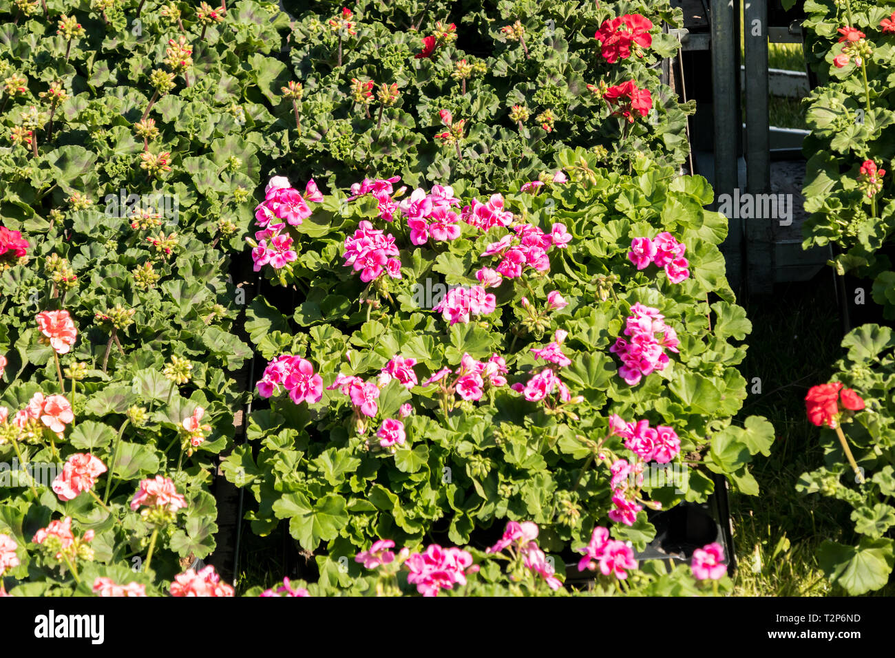 flowering geraniums in a spring flower market Stock Photo - Alamy