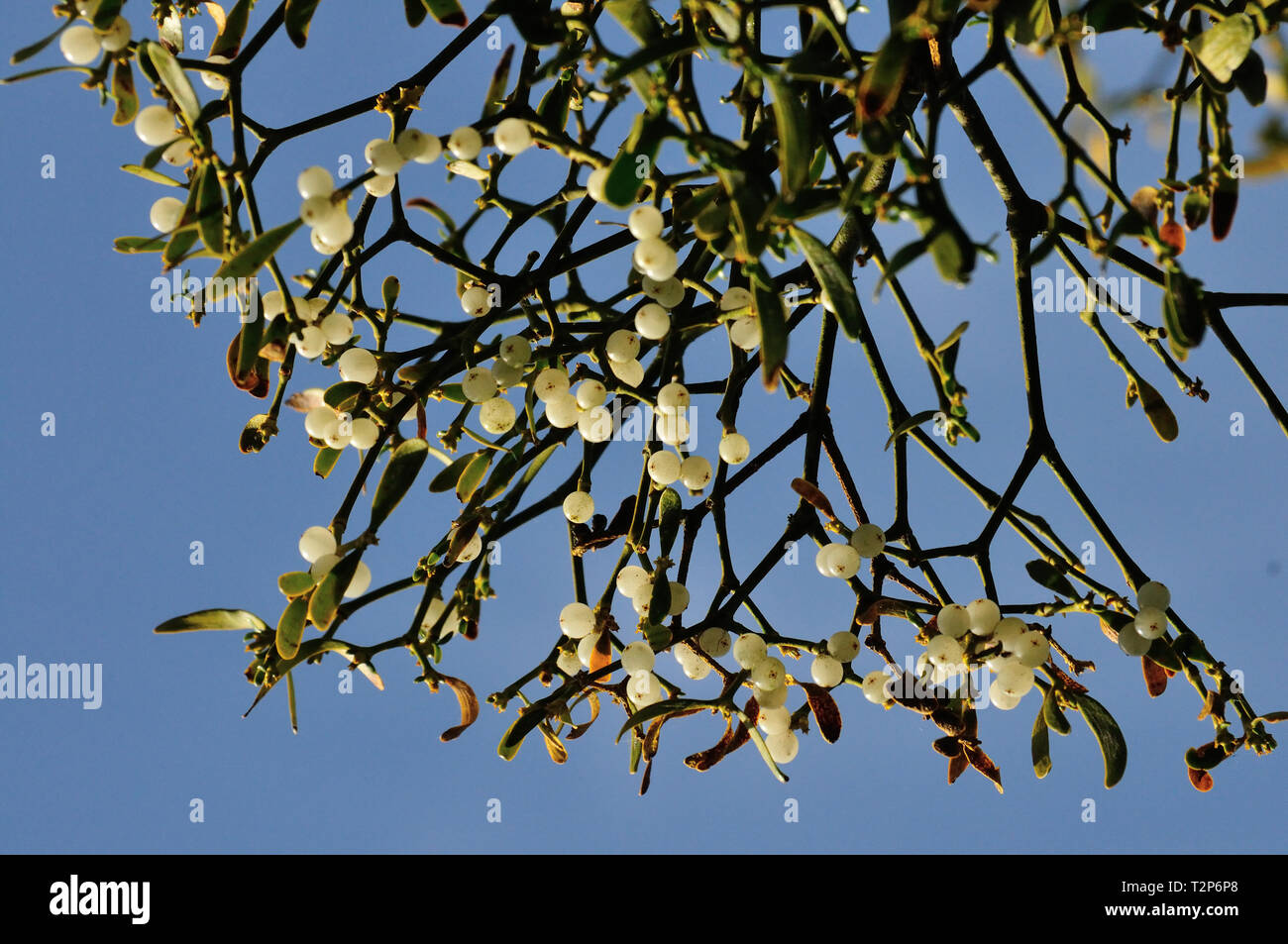 Mistletoe branch white berries hi-res stock photography and images - Alamy