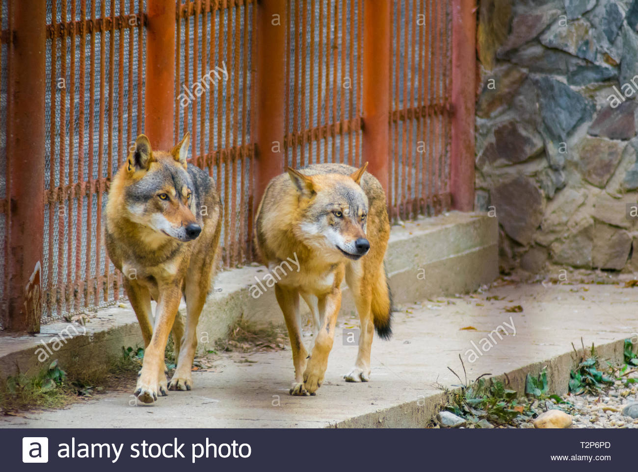 Wolf Pack With Alpha Male Stock Photos & Wolf Pack With Alpha Male ...