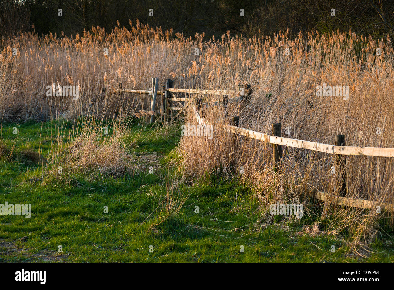 Reed beds hi-res stock photography and images - Alamy