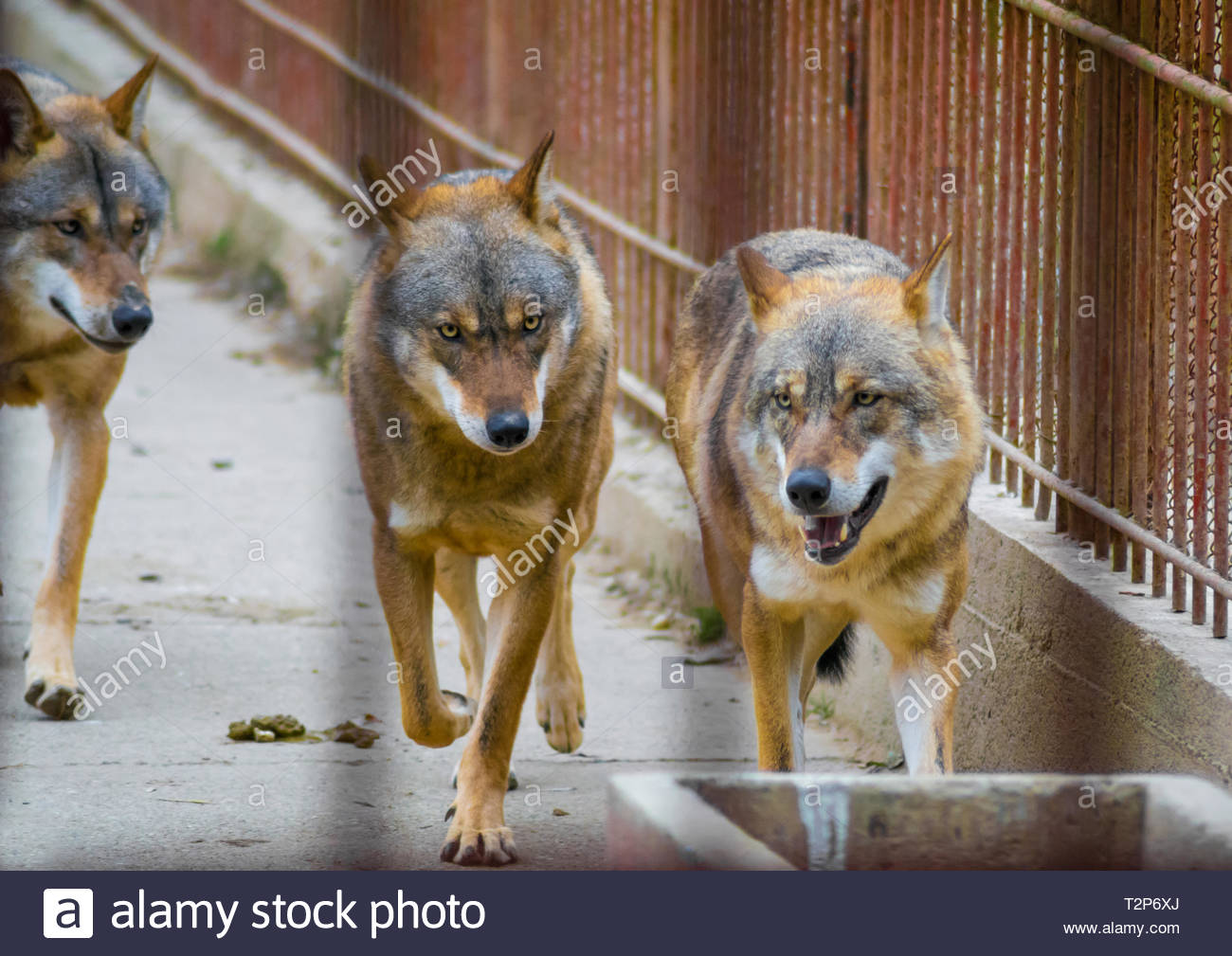 Wolf Pack Running Stock Photos & Wolf Pack Running Stock Images - Alamy