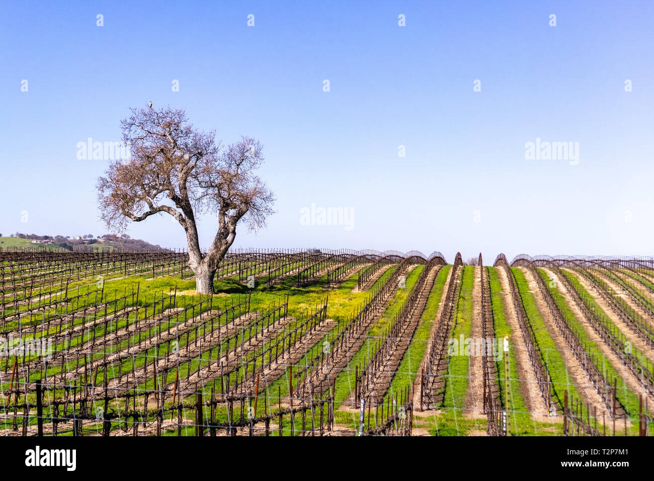 Spring landscape of Vineyards covering the hills of Central California ...