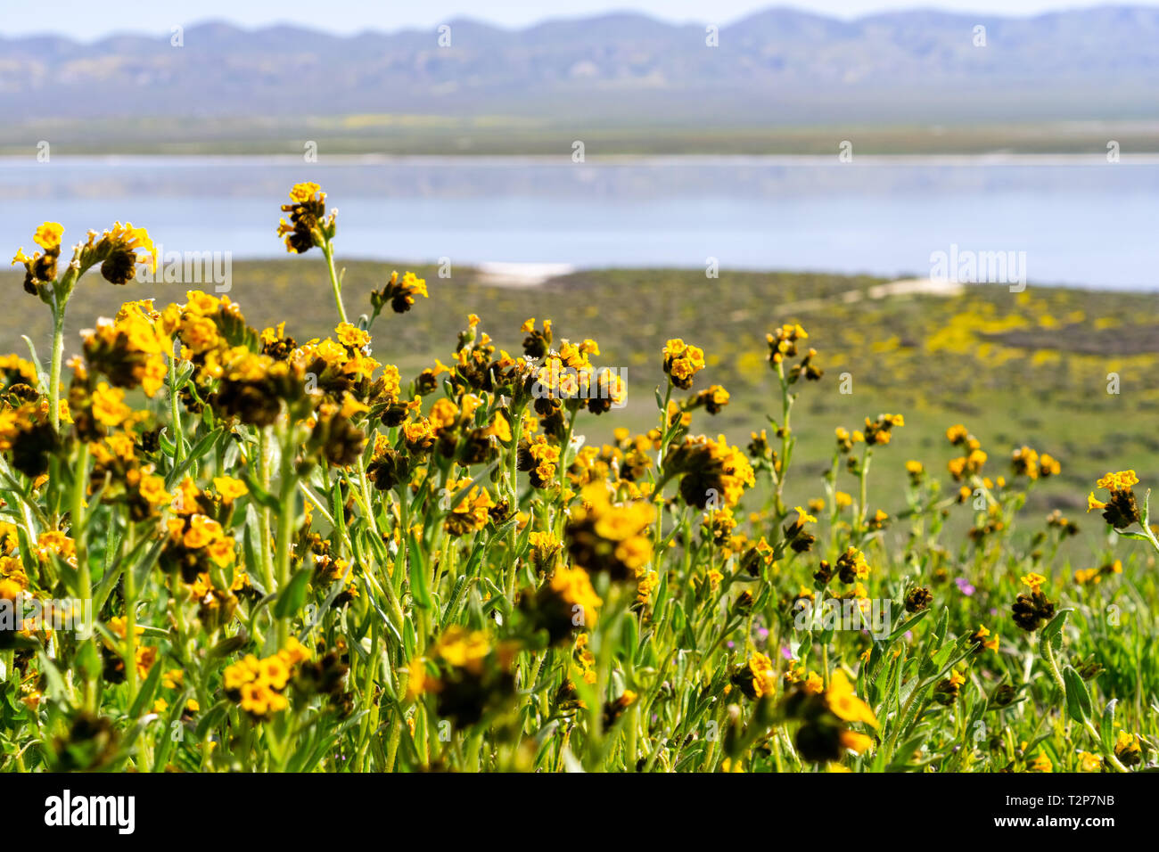 Fiddleneck (Amsinckia) wildflowers blooming in Carrizo Plain National ...