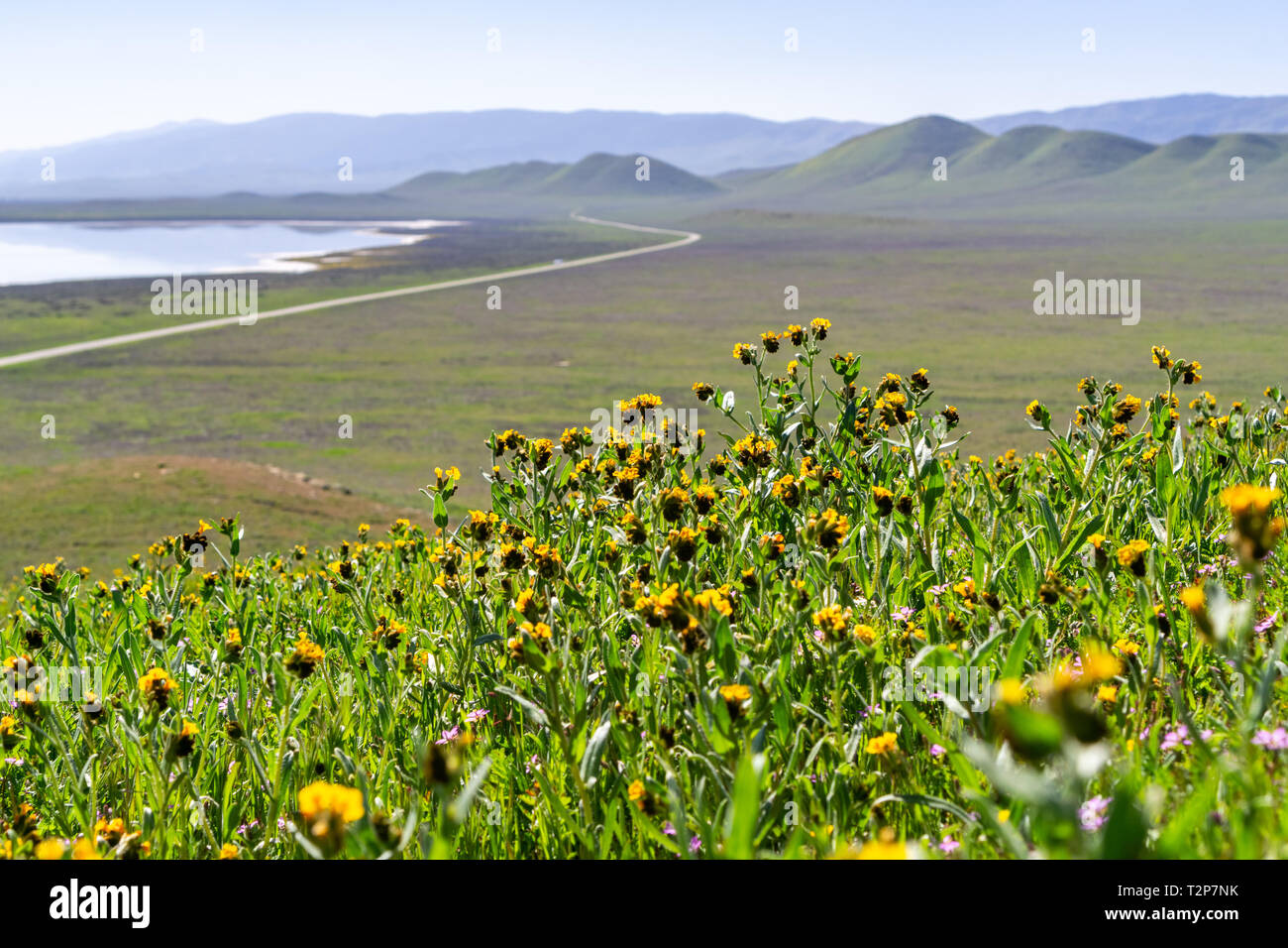 Fiddleneck (Amsinckia) wildflowers blooming in Carrizo Plain National ...
